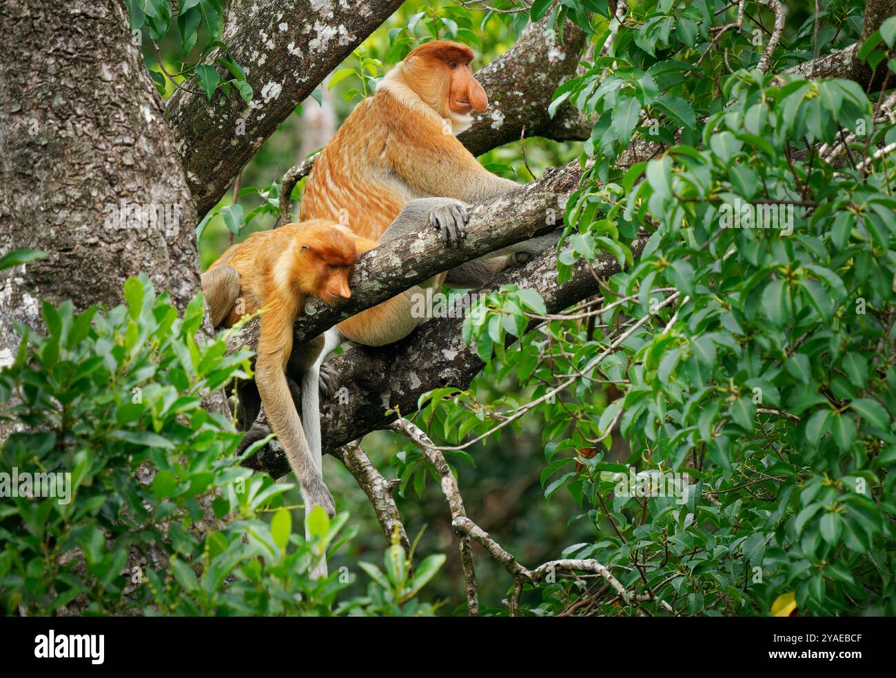 Proboscis Long-nosed Monkey Nasalis larvatus is arboreal monkey with ...