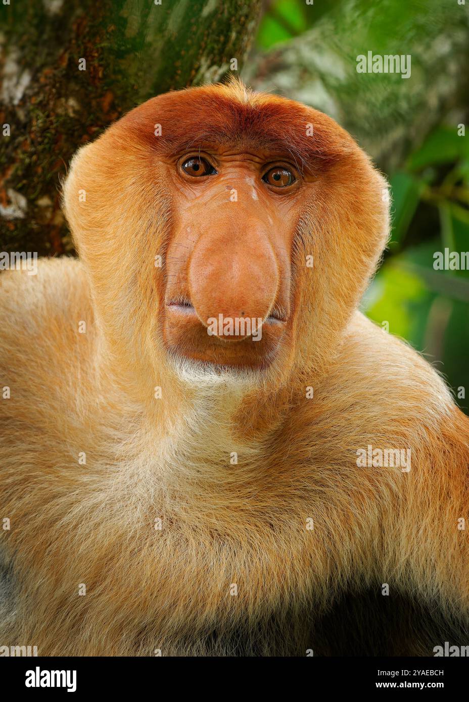 Proboscis Long-nosed Monkey Nasalis larvatus is arboreal monkey with large nose endemic to ...