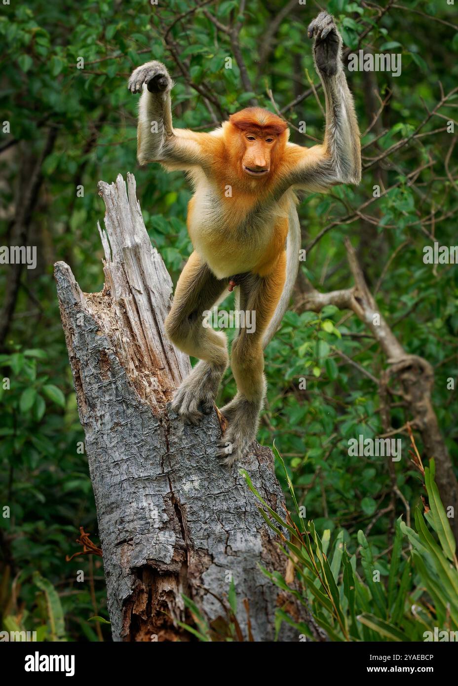 Proboscis Long-nosed Monkey Nasalis larvatus is arboreal monkey with ...