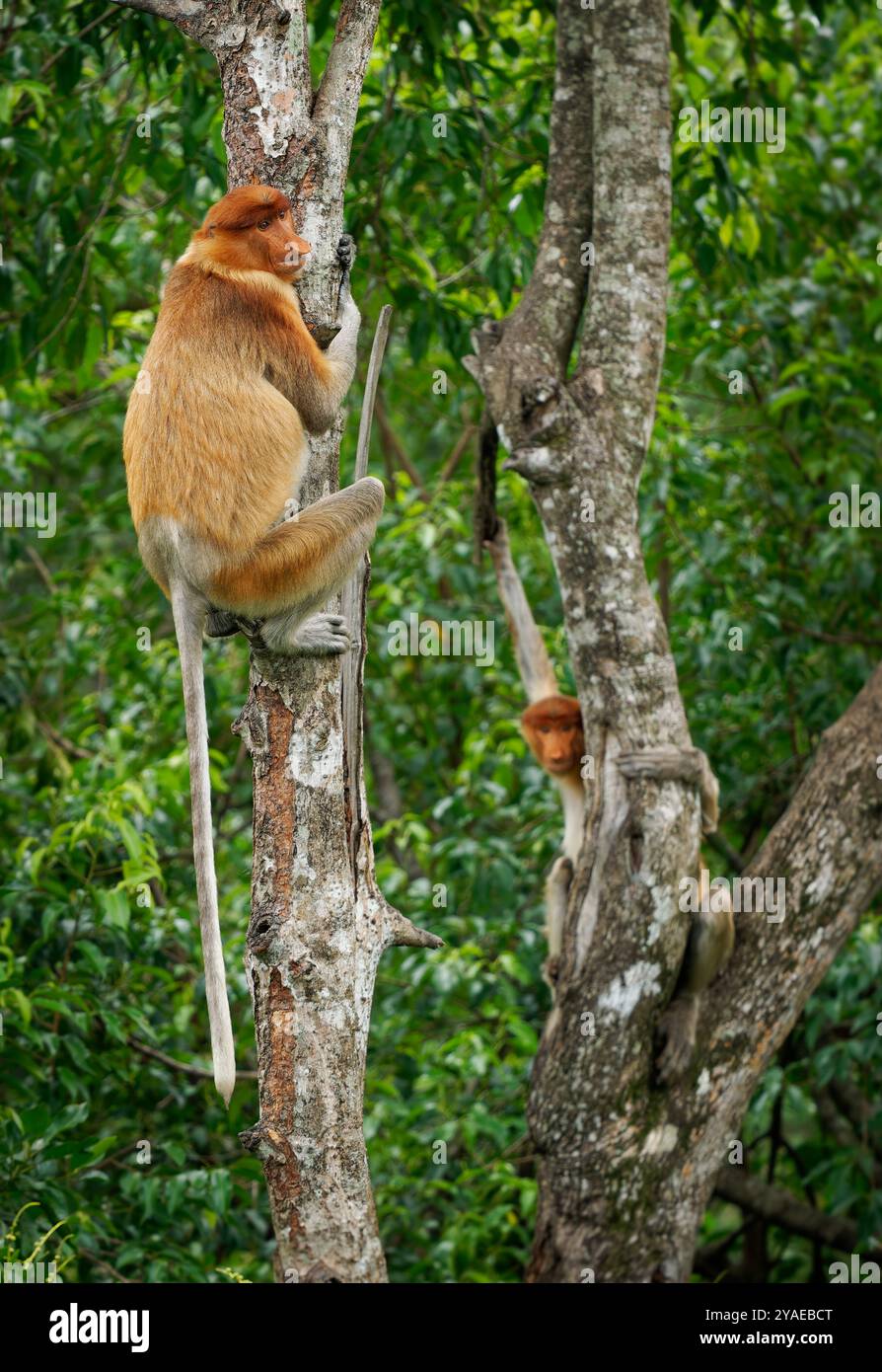 Proboscis Long-nosed Monkey Nasalis larvatus is arboreal monkey with large nose endemic to ...