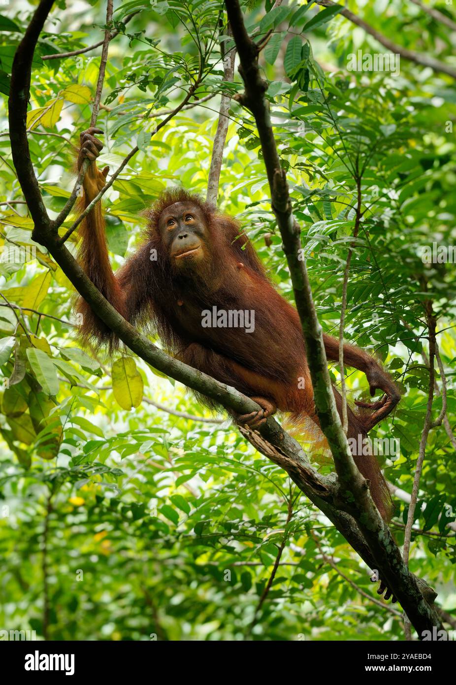 Bornean orangutan Pongo pygmaeus ape endemic to Borneo, with Sumatran ...
