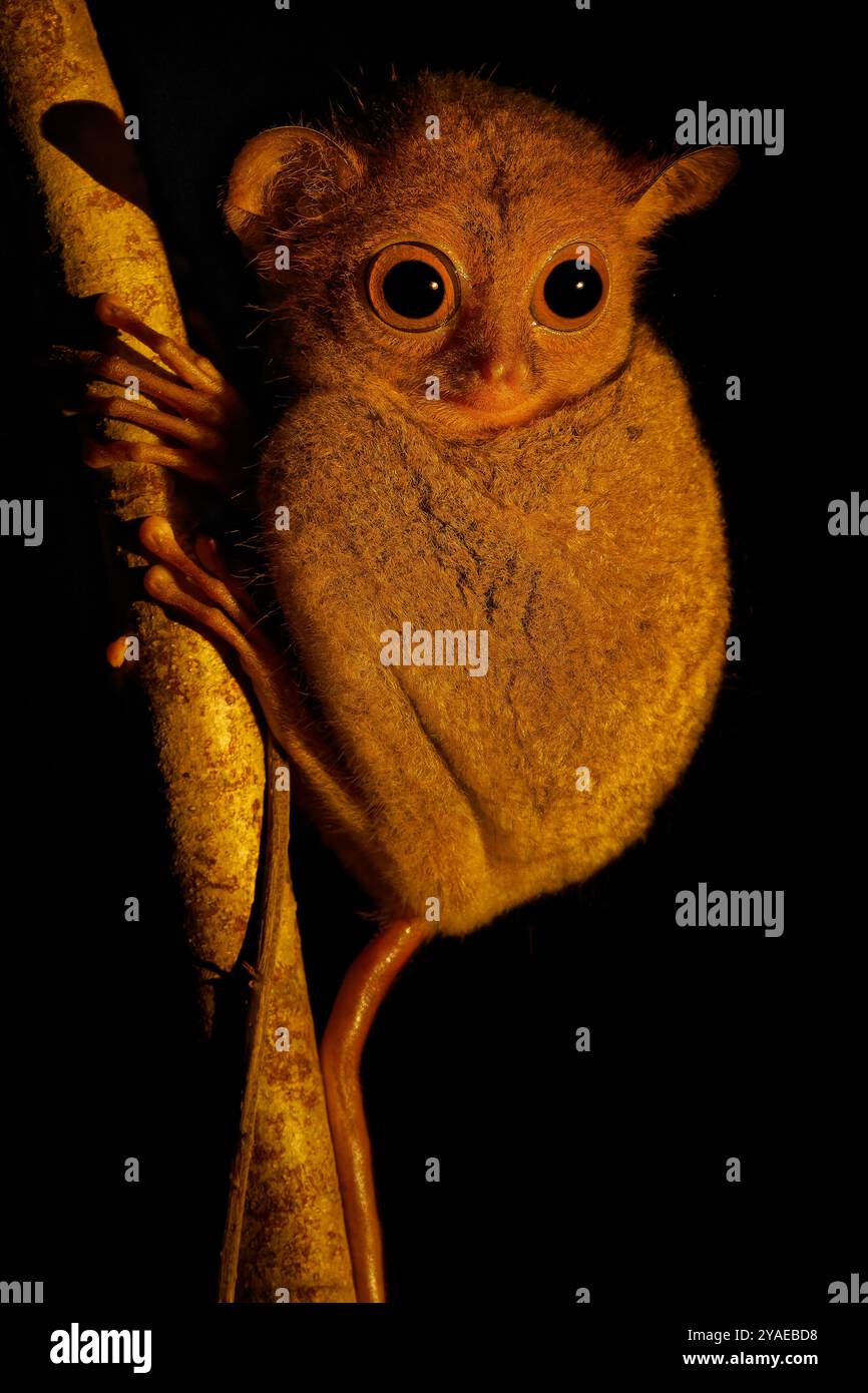 Horsfeld's or Western Tarsier Cephalopachus bancanus occurs on Borneo ...