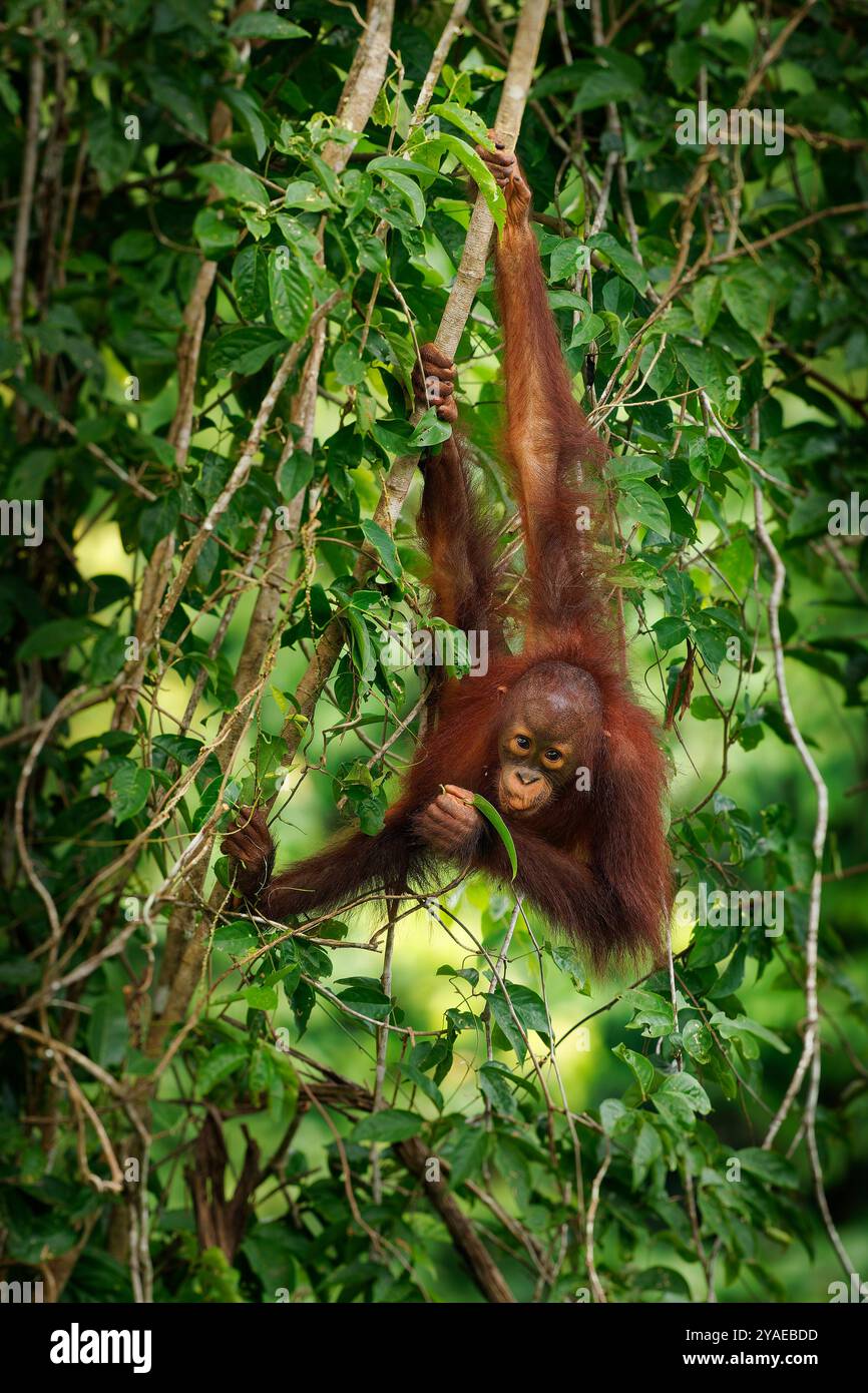 Bornean orangutan Pongo pygmaeus ape endemic to Borneo, with Sumatran ...