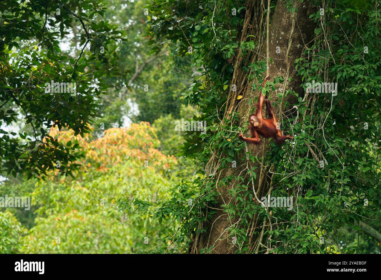 Bornean orangutan Pongo pygmaeus ape endemic to Borneo, with Sumatran ...