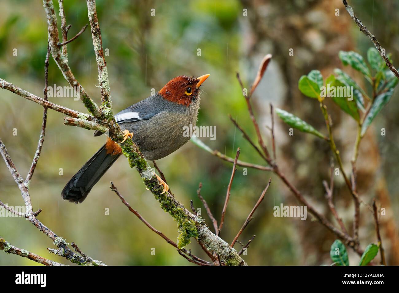 Chestnut hooded hi-res stock photography and images - Alamy