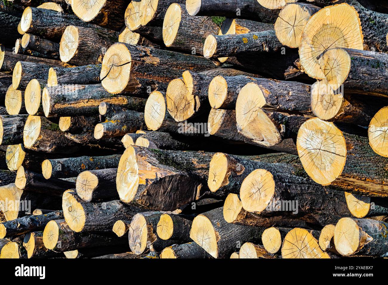 close-up photos of felled tree trunks. trunks of cut trees lie in the ...