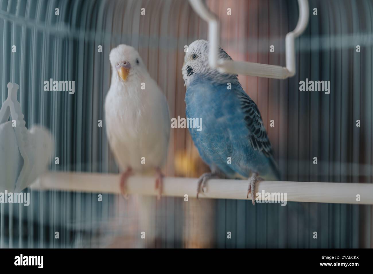 Two vibrant parakeets hi-res stock photography and images - Alamy