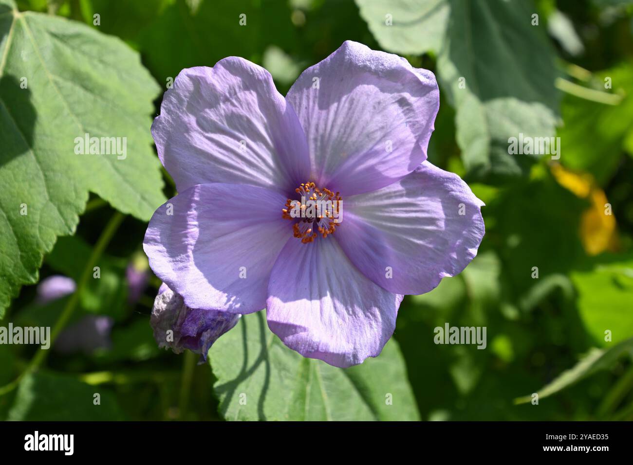 Abutilon pale blue flowers hi-res stock photography and images - Alamy