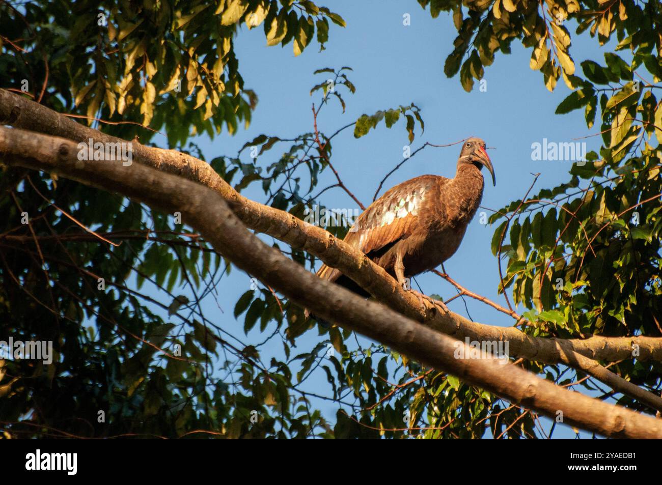 HADADA IBIS ( Bostrychia hagedash) - Uganda Stock Photo - Alamy