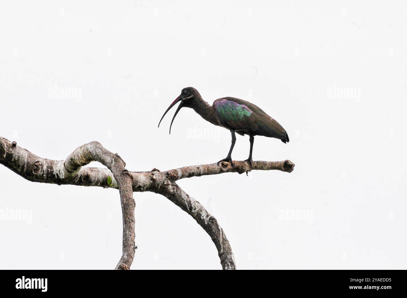 HADADA IBIS ( Bostrychia hagedash) - Uganda Stock Photo - Alamy