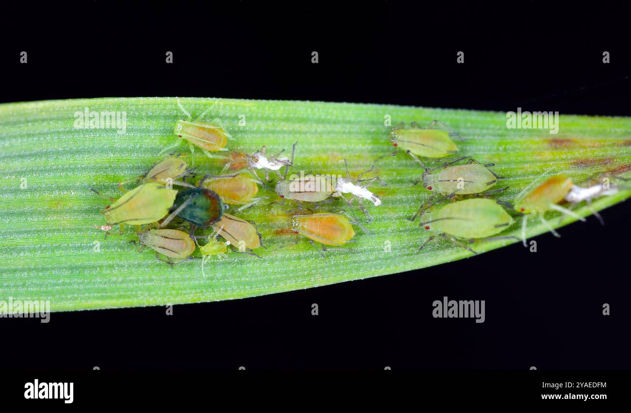 English grain aphid, Sitobion avenae and one (dark) Bird cherry-oat ...