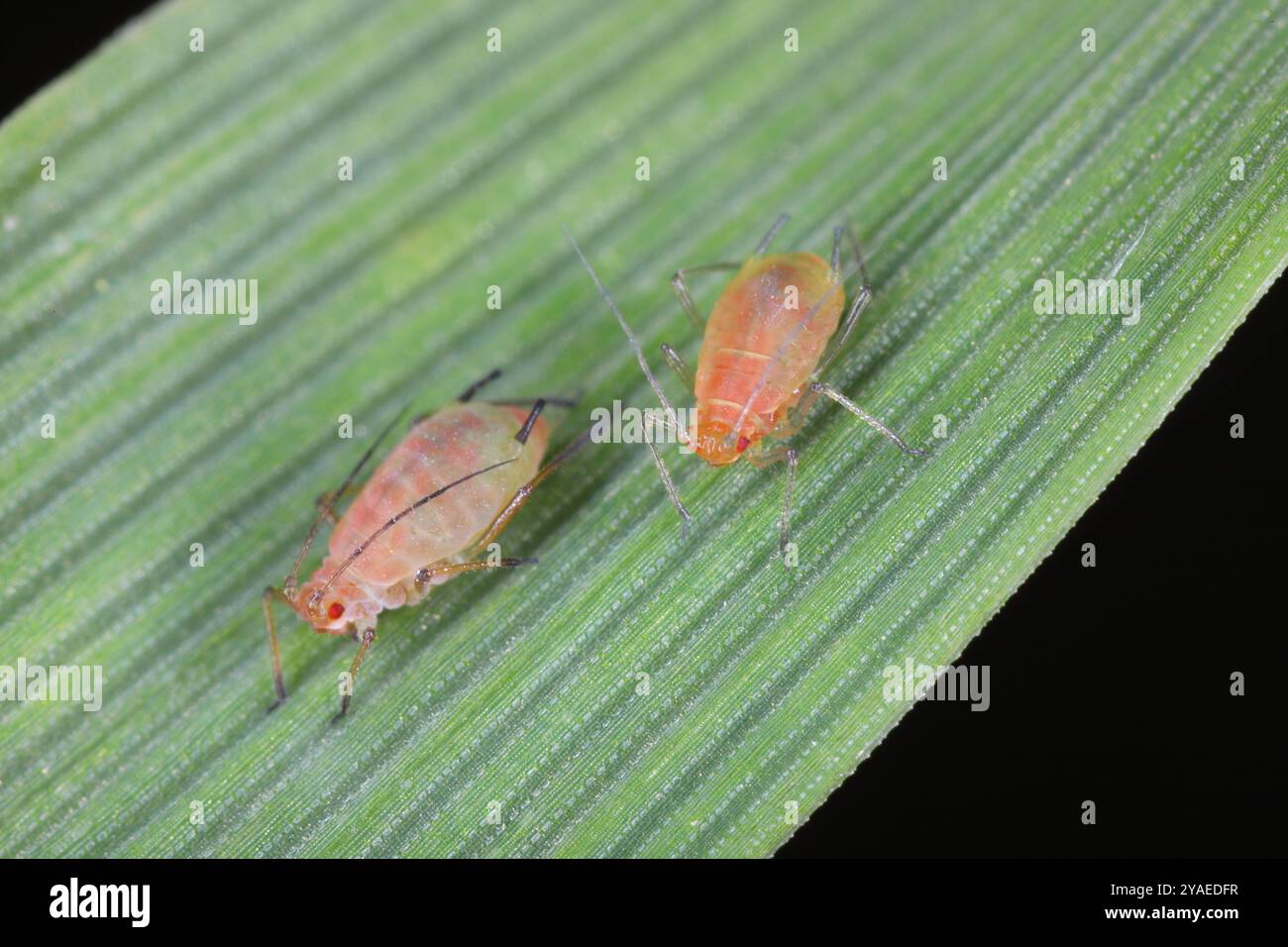 English grain aphid, Sitobion avenae, wingless, nymphs on barley stem ...