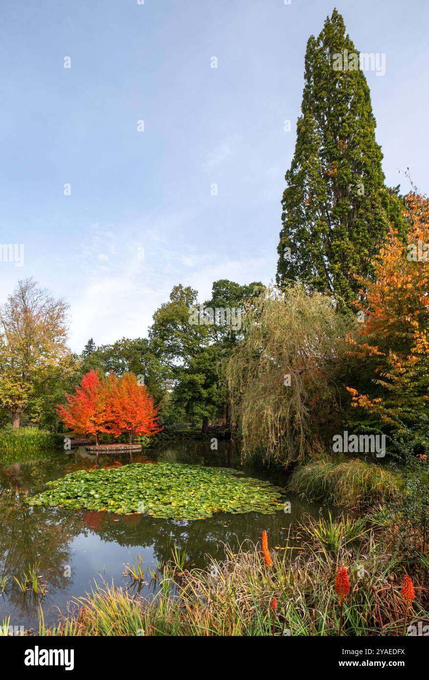 Stunning deep autumn colours on display at Wisley garden, Woking ...