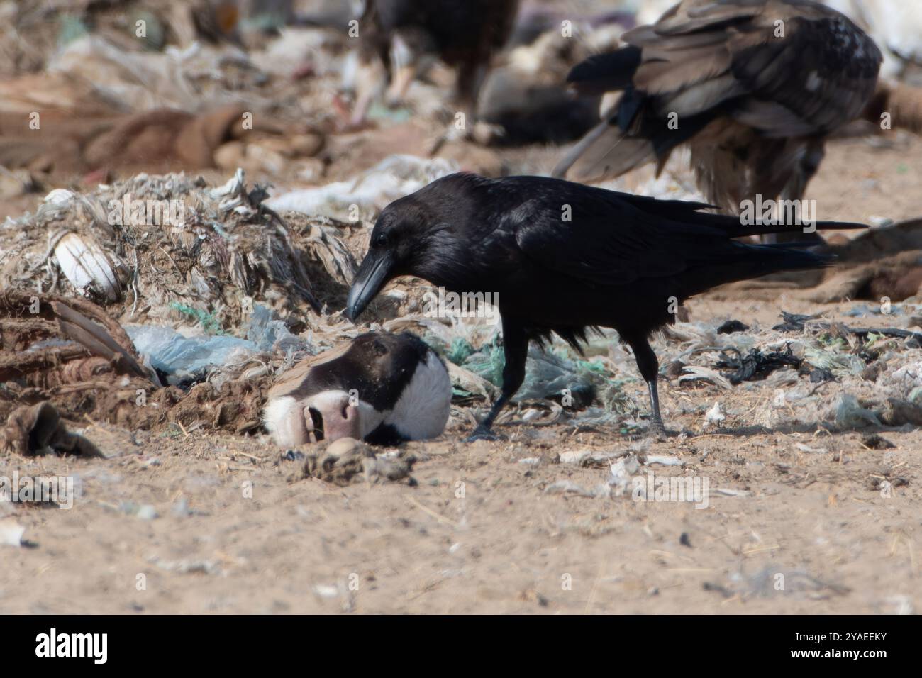 Punjab Raven or Corvus corax laurencei at Jorbeer carcass dump ...