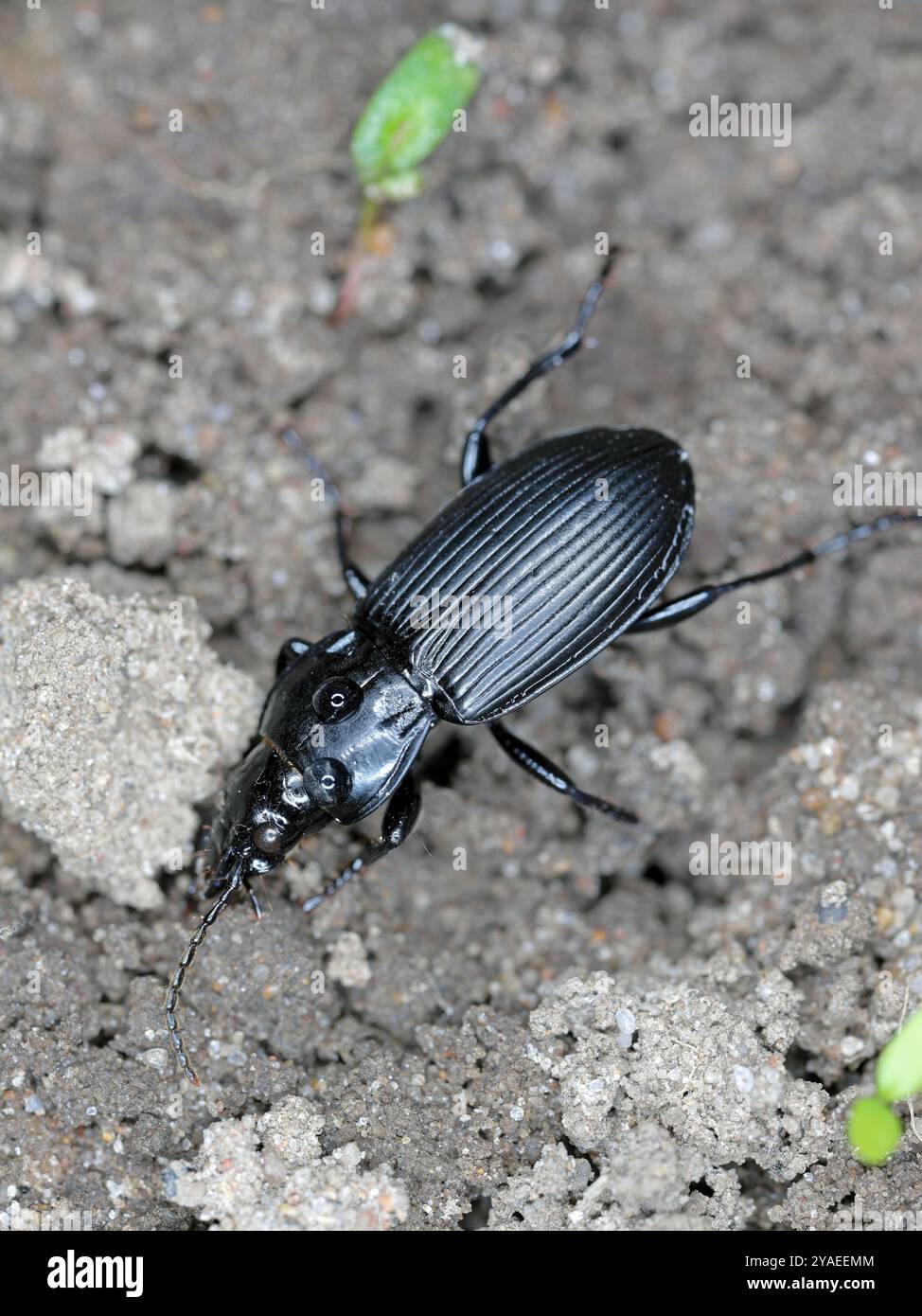 Pterostichus niger is a species of woodland ground beetle in the family ...
