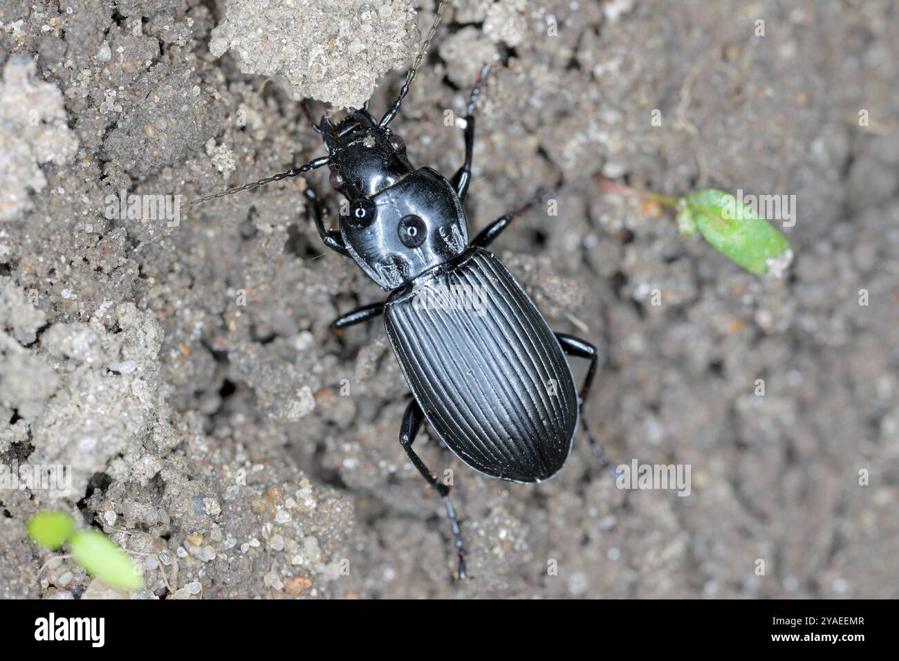 Pterostichus niger is a species of woodland ground beetle in the family ...