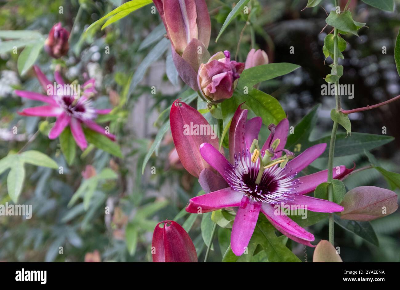 Stunning deep pink Passion flowers passiflora, growing in the ...