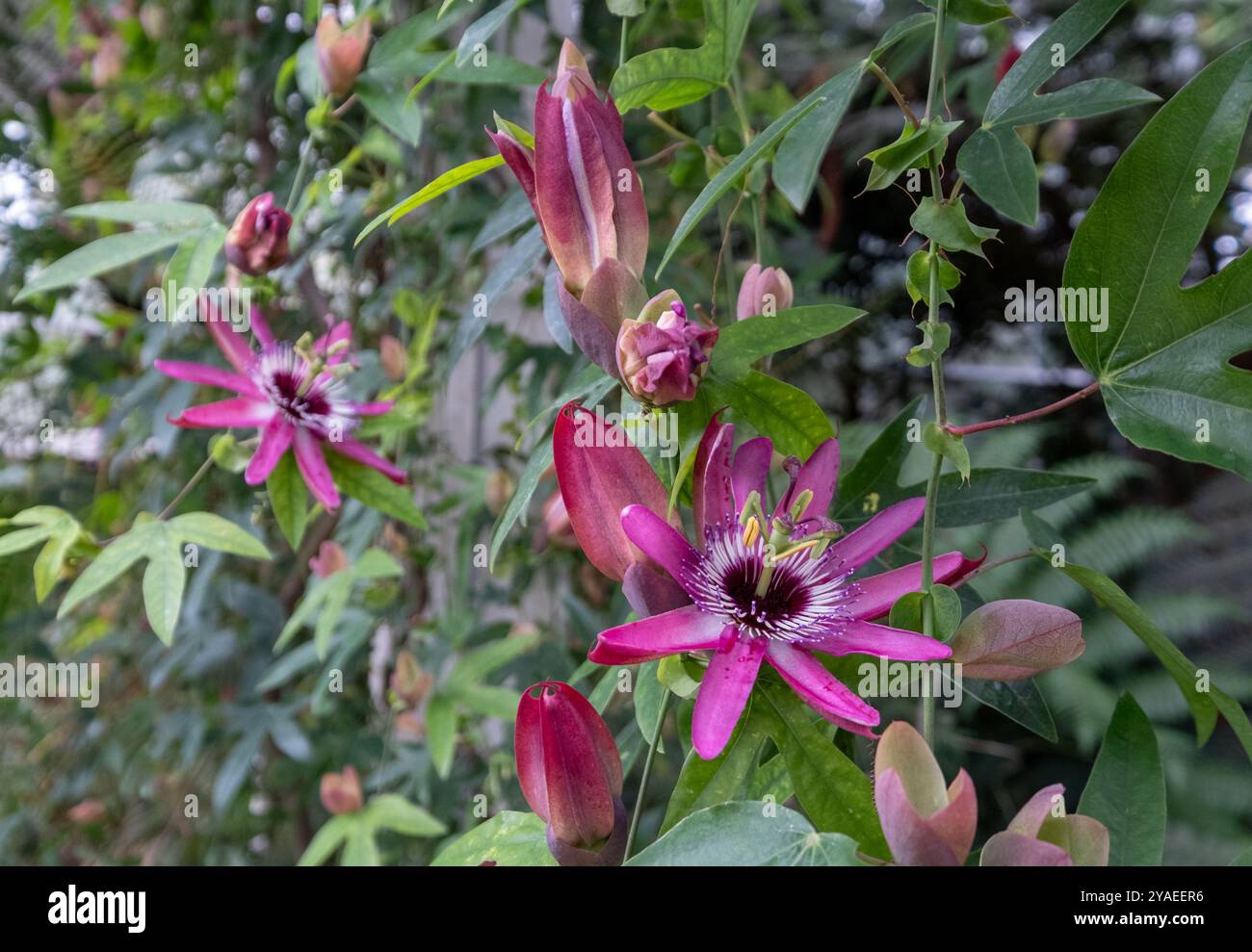 Stunning deep pink Passion flowers passiflora, growing in the ...