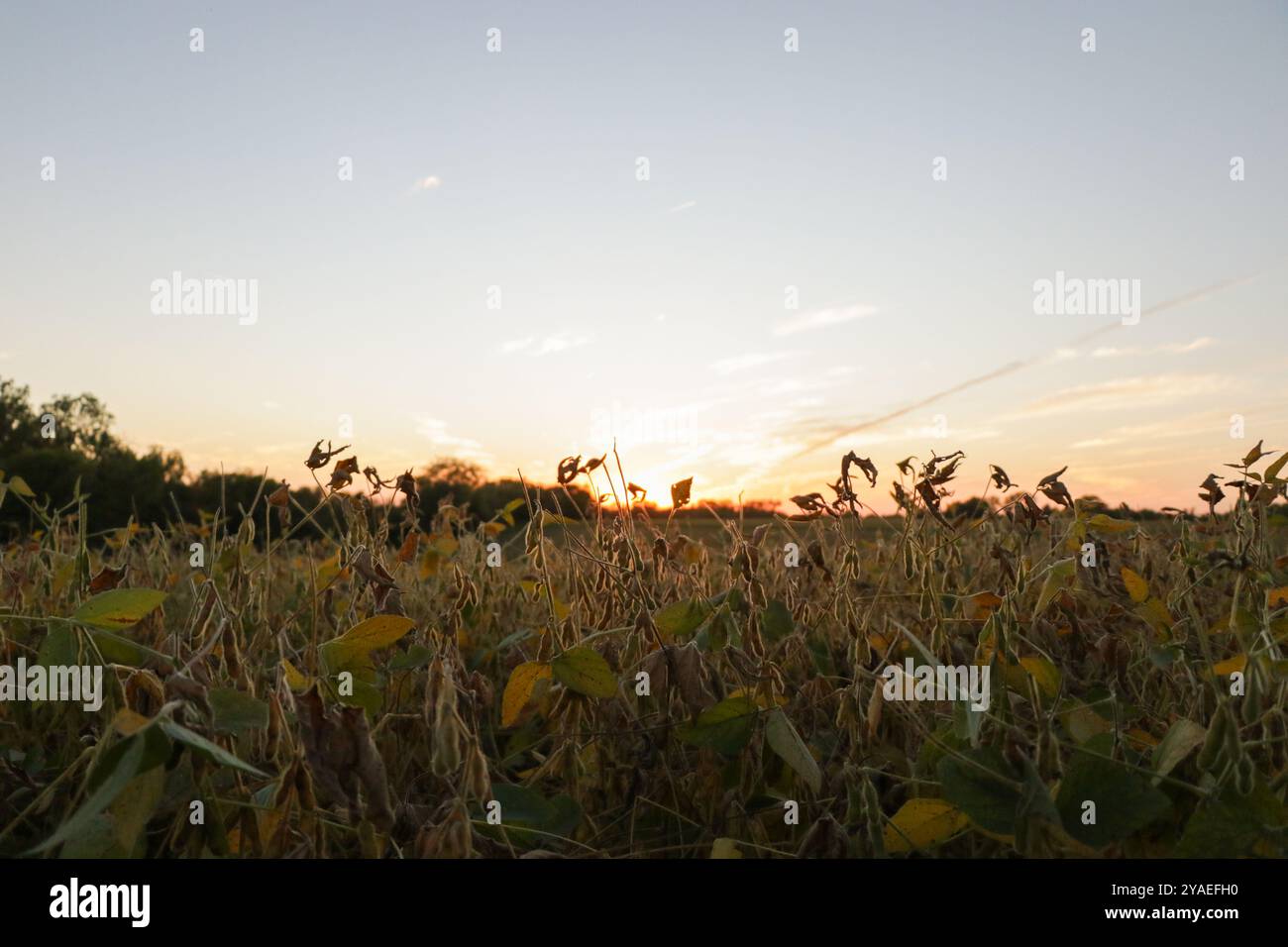 Soy crop drought hi-res stock photography and images - Alamy