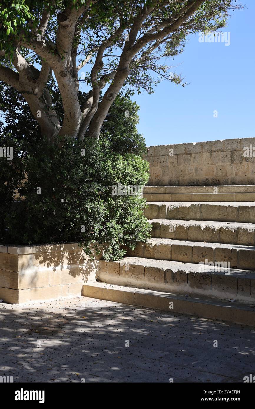 Stufen. Busch. Baum. Treppe. blauer Himmel. Kalkstein. Mauer. grün ...