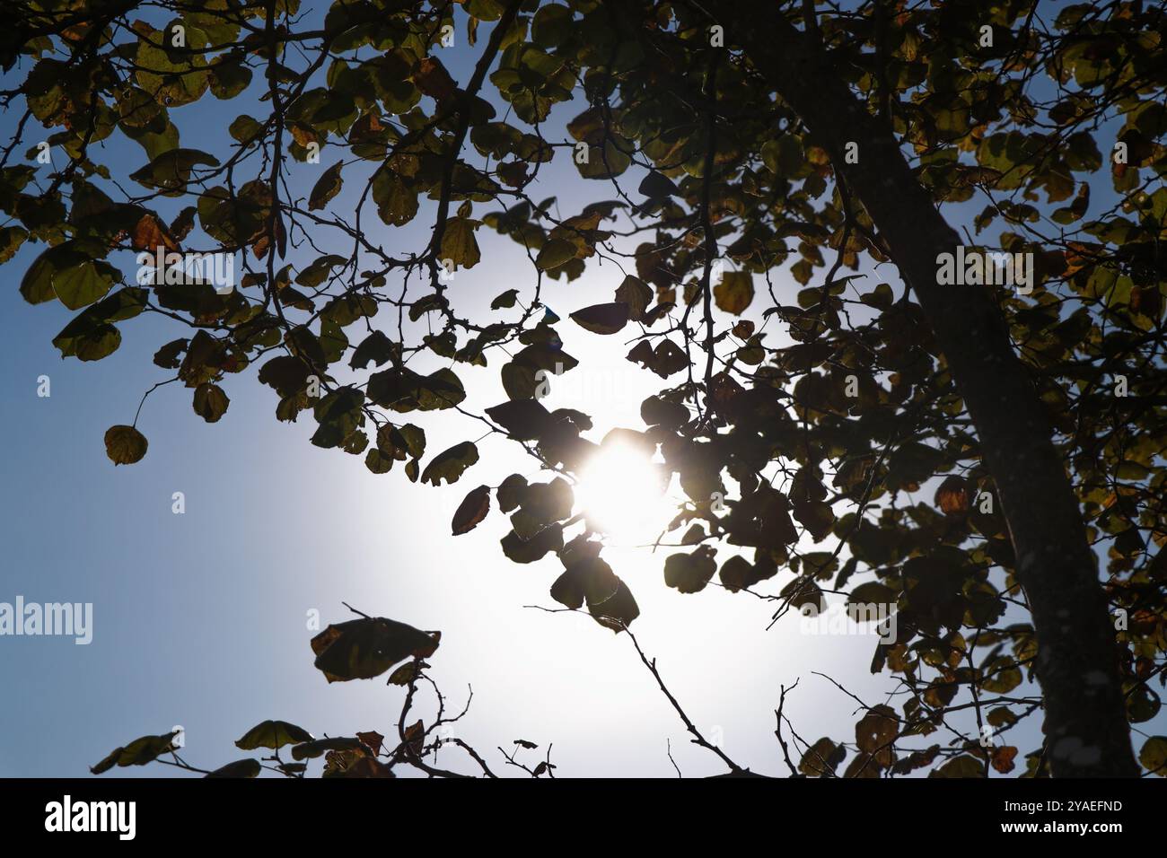 Sunlight shining through leaves close hi-res stock photography and images - Alamy