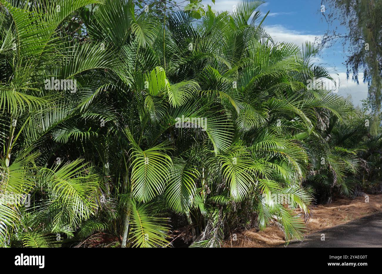 A dense row of Areca Palm trees, forming a natural privacy fence, in ...