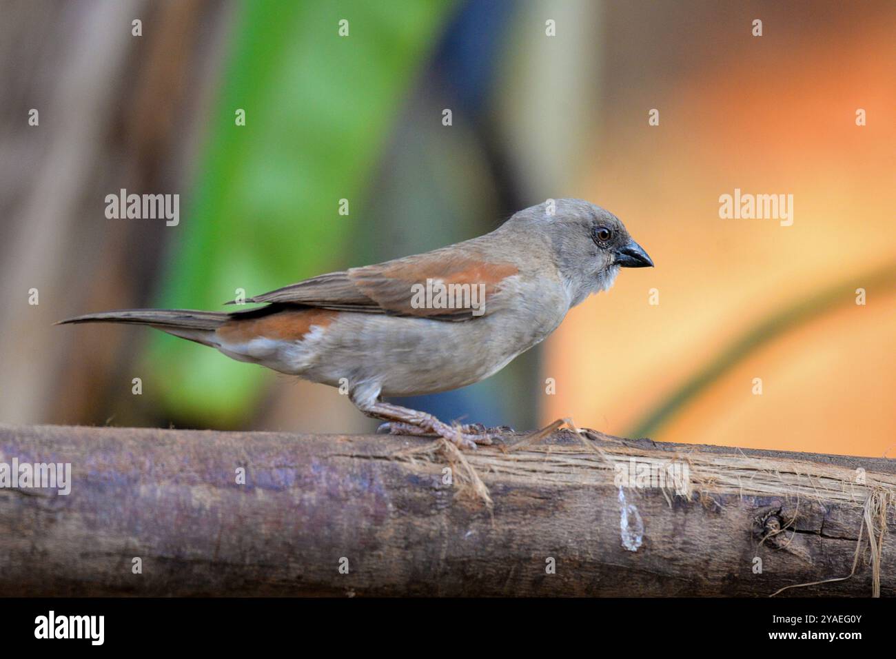 NORTHERN GREY-HEADED SPARROW ( Passer griseus - Kampala Uganda Stock ...