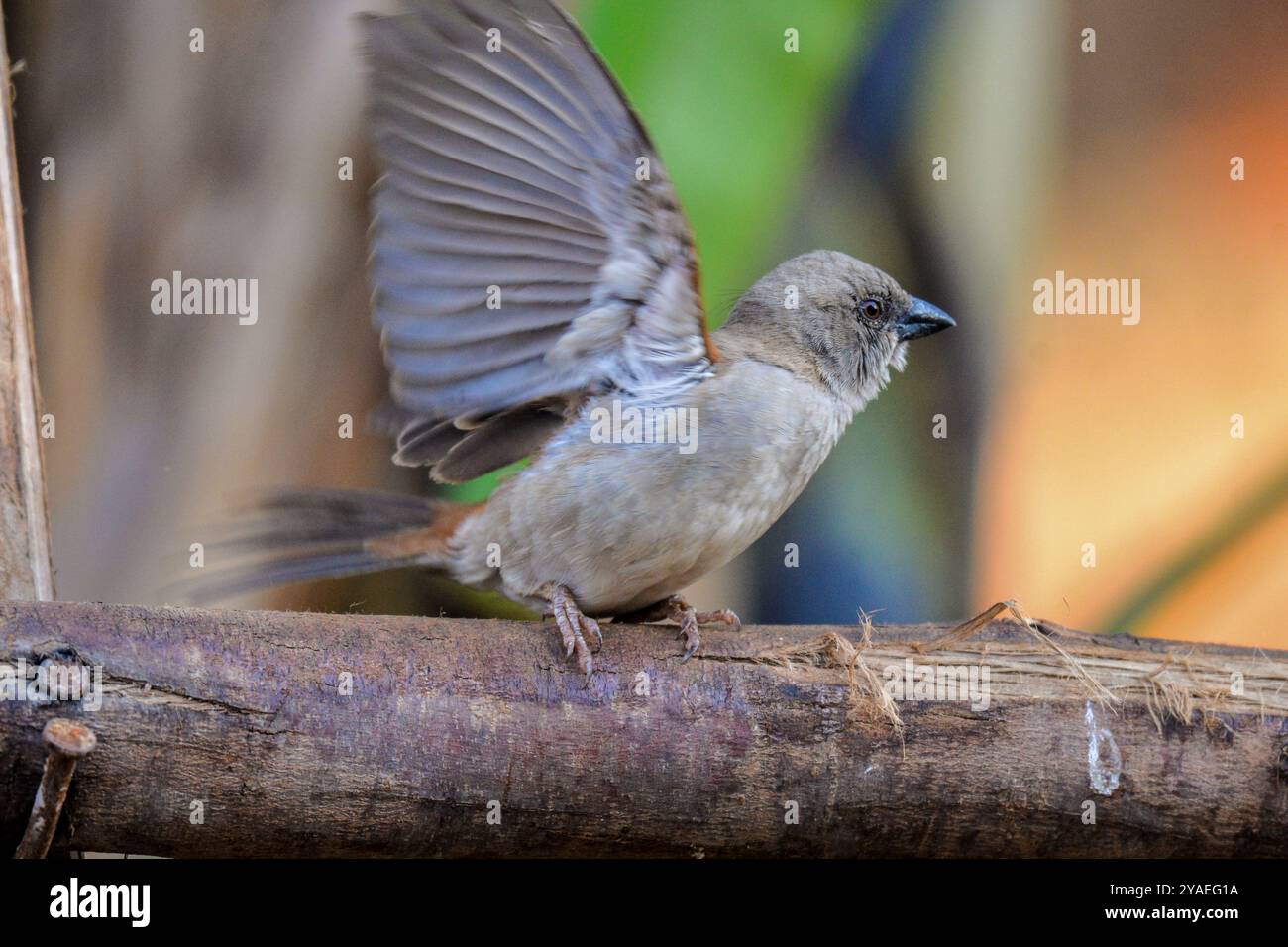 NORTHERN GREY-HEADED SPARROW ( Passer griseus - Kampala Uganda Stock ...