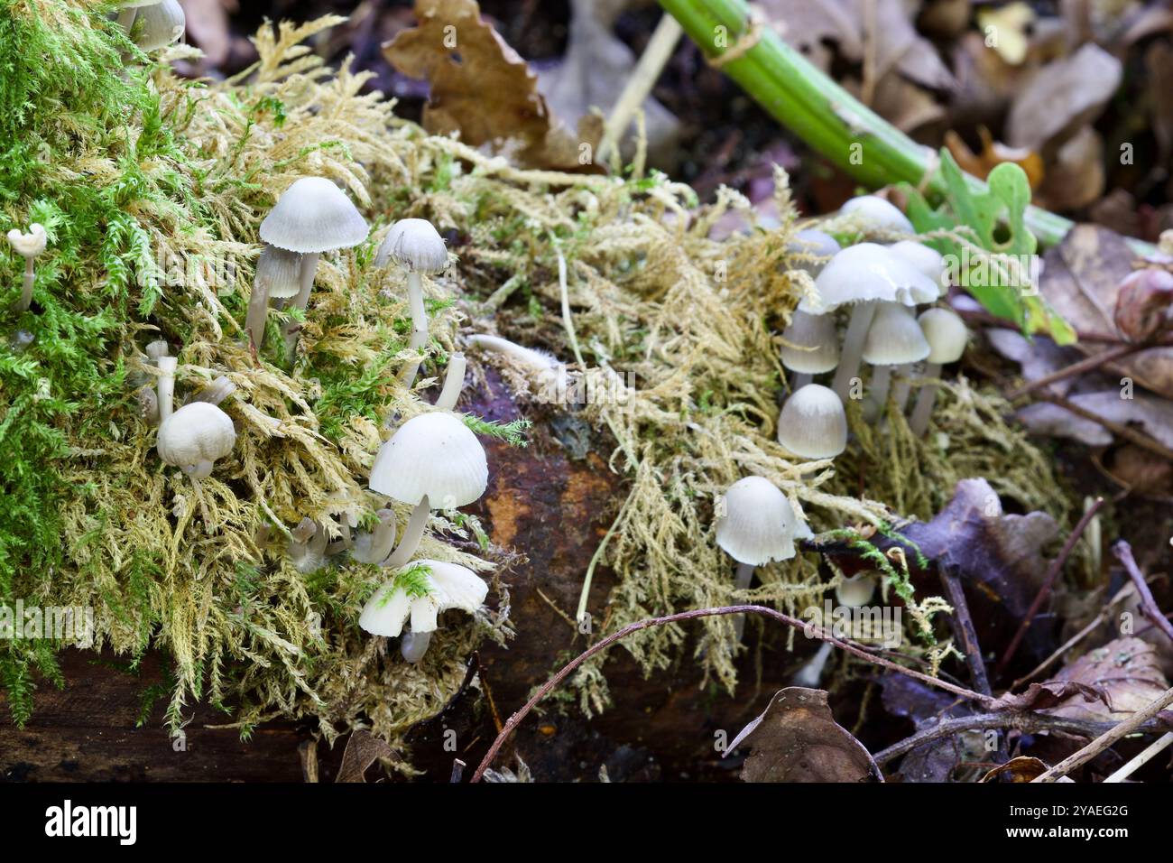 Cluster fairy inkcap mushrooms hi-res stock photography and images - Alamy