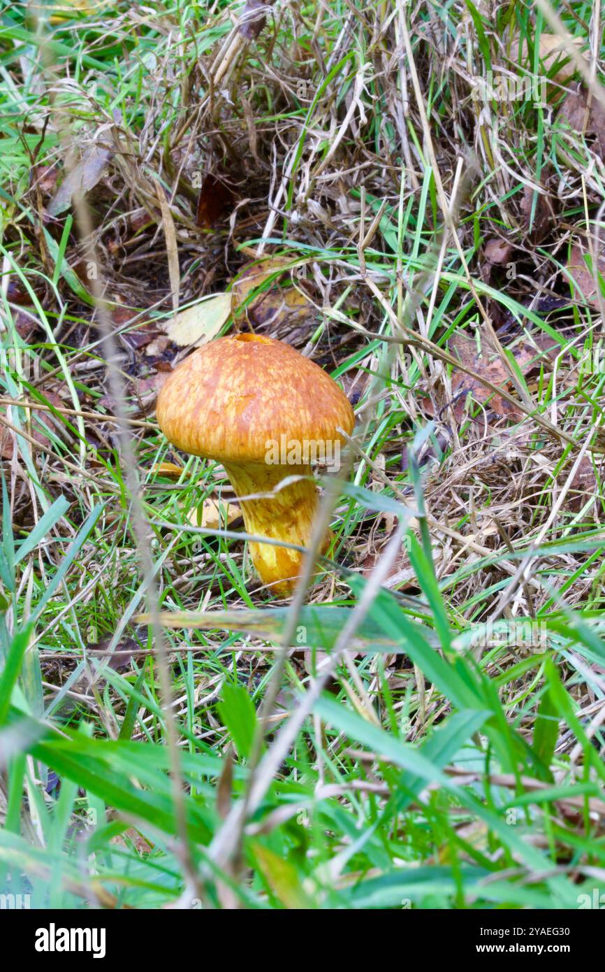 Larch bolete (Suillus grevillei Stock Photo - Alamy