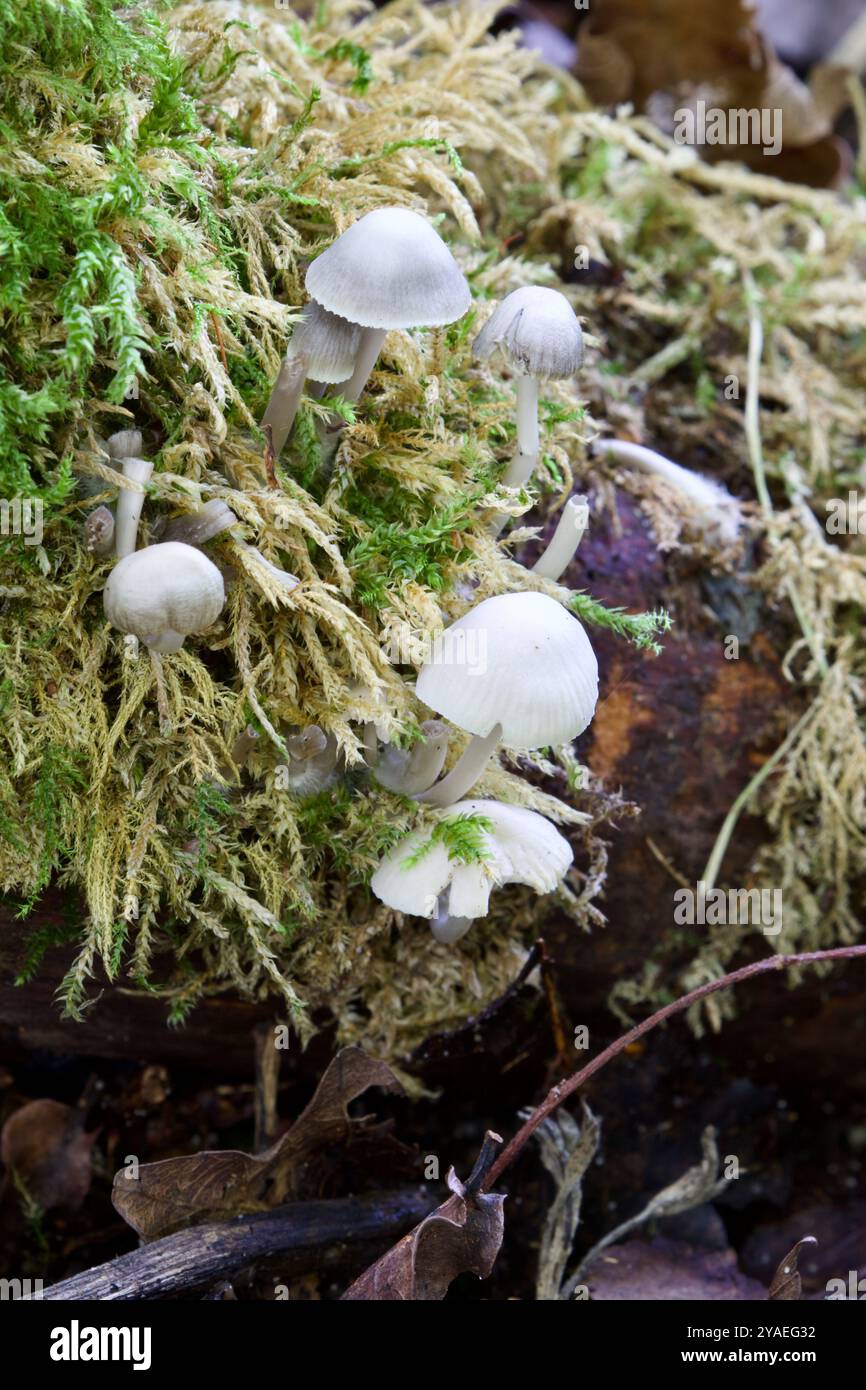 Cluster fairy inkcap mushrooms hi-res stock photography and images - Alamy