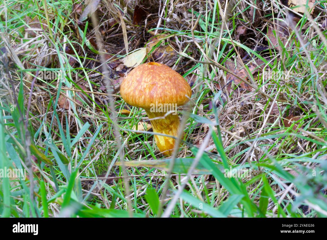 Larch bolete (Suillus grevillei Stock Photo - Alamy