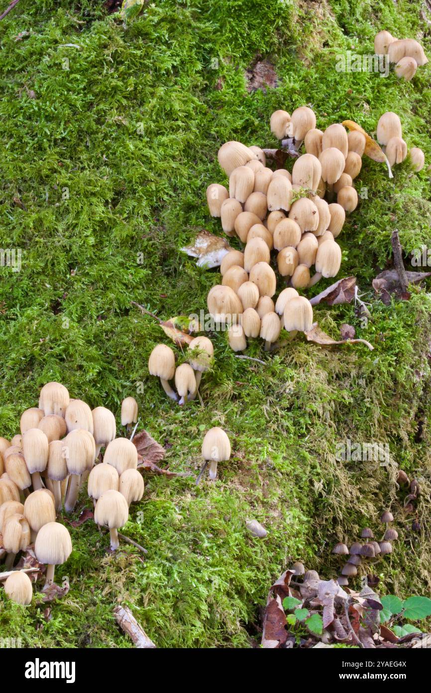 Mica Cap (Coprinellus micaceous Stock Photo - Alamy