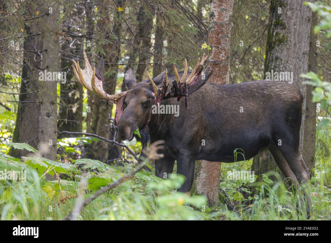 Alaska Yukon Bull Moose in Atuumn in Alaska Stock Photo - Alamy