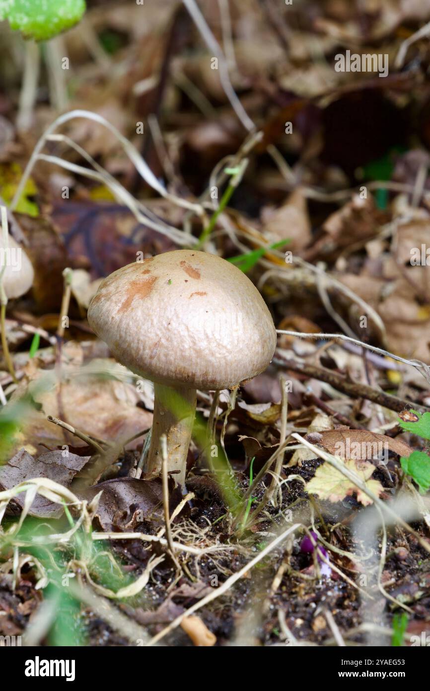 Variable webcap (Cortinarius anomalus Stock Photo - Alamy