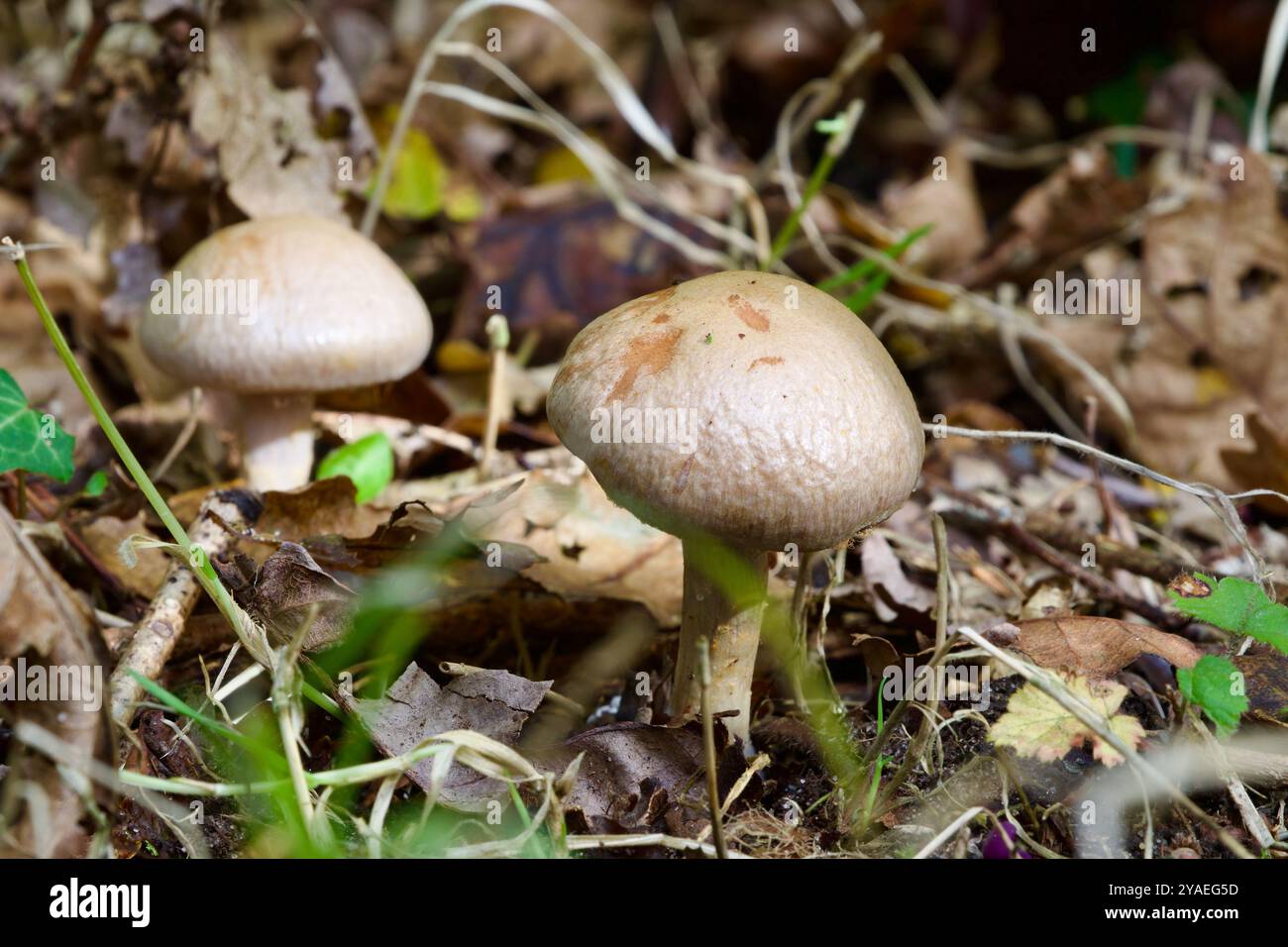 Variable webcap (Cortinarius anomalus Stock Photo - Alamy