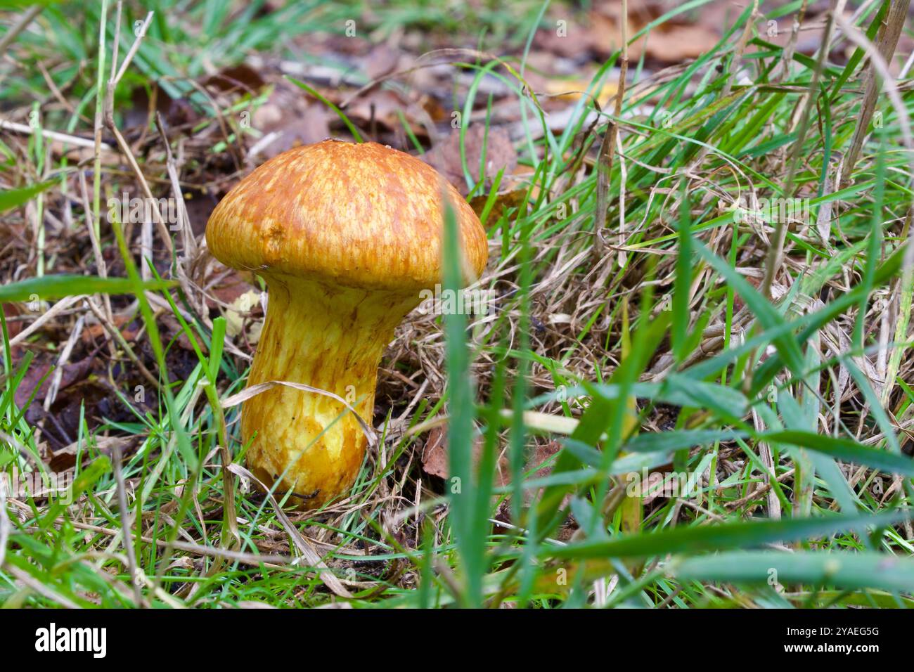 Larch bolete (Suillus grevillei Stock Photo - Alamy