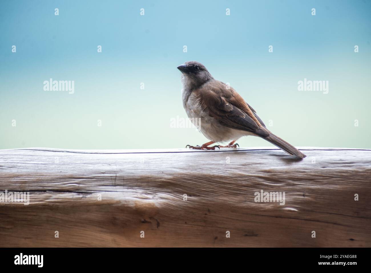 Grey headed sparrow passer griseus hi-res stock photography and images ...