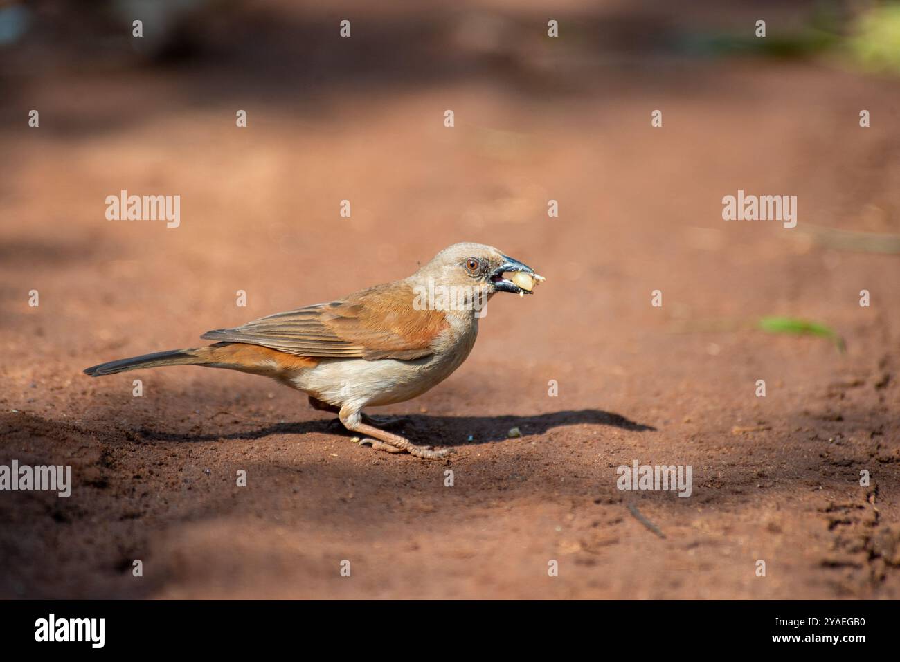 Grey headed sparrow passer griseus hi-res stock photography and images ...