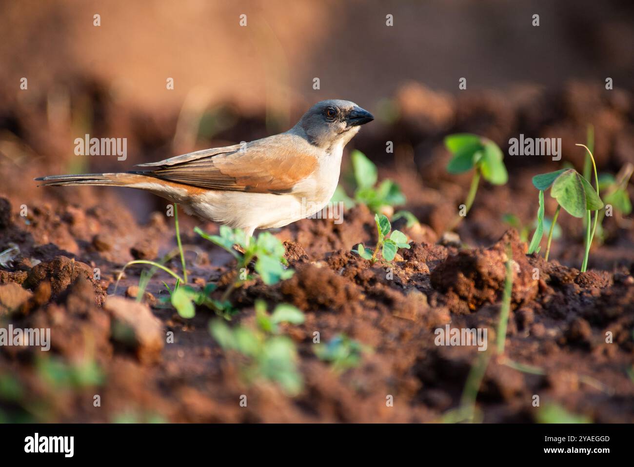 NORTHERN GREY-HEADED SPARROW ( Passer griseus - Kampala Uganda Stock ...