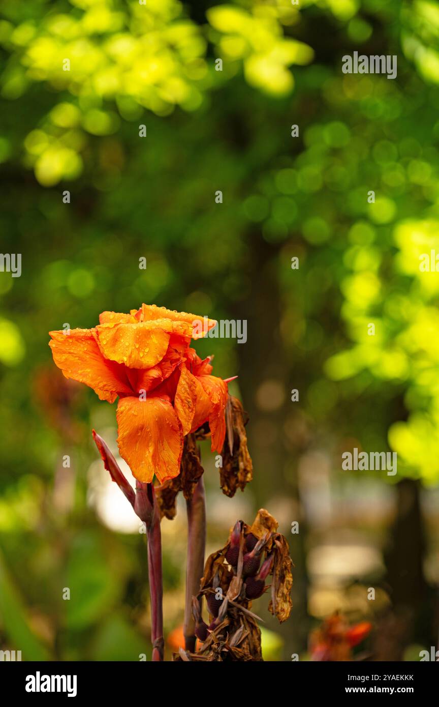 Seville orange blossom hi-res stock photography and images - Alamy