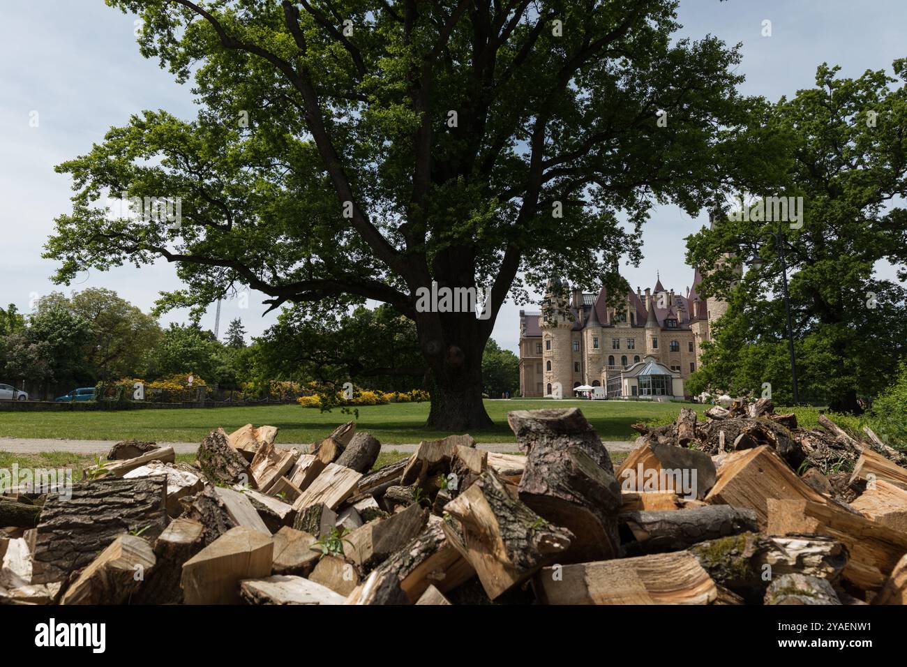 An ax for splitting firewood stuck into a stump for chopping wood Stock ...