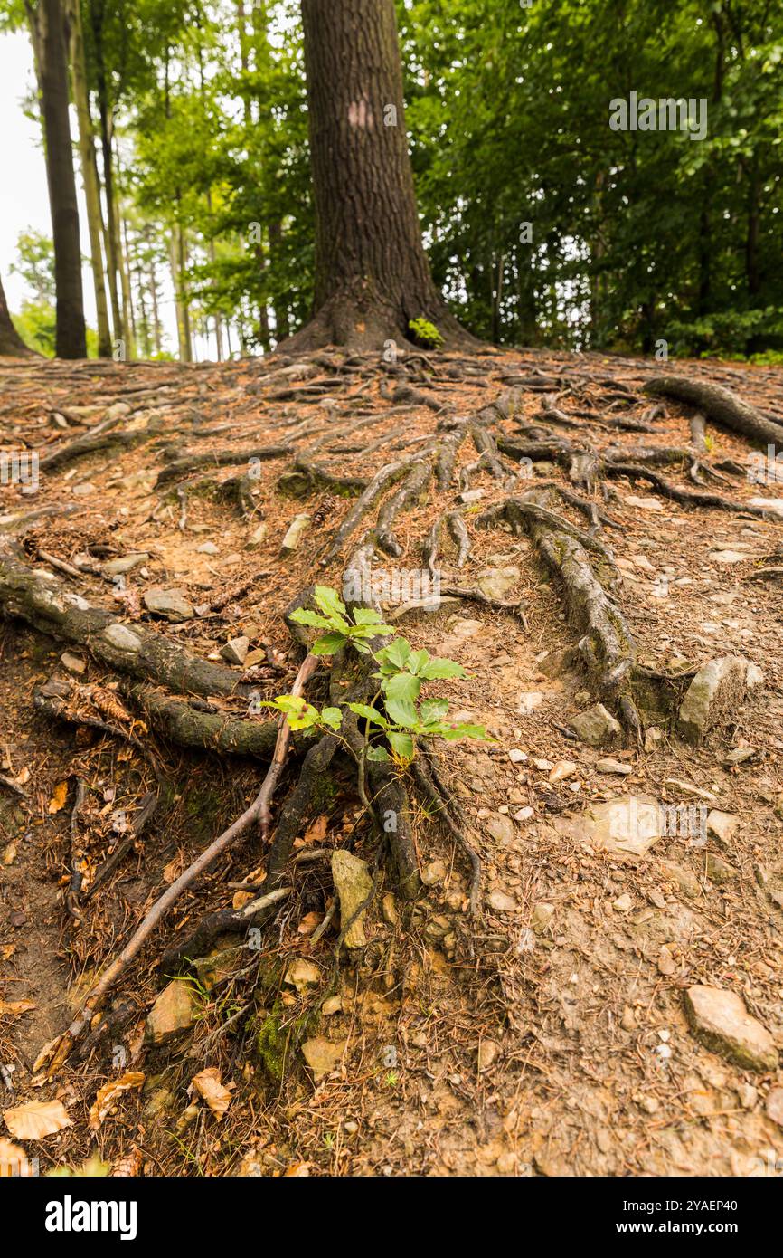Autumn in the forest, close-up of tree roots sticking out of the ground ...
