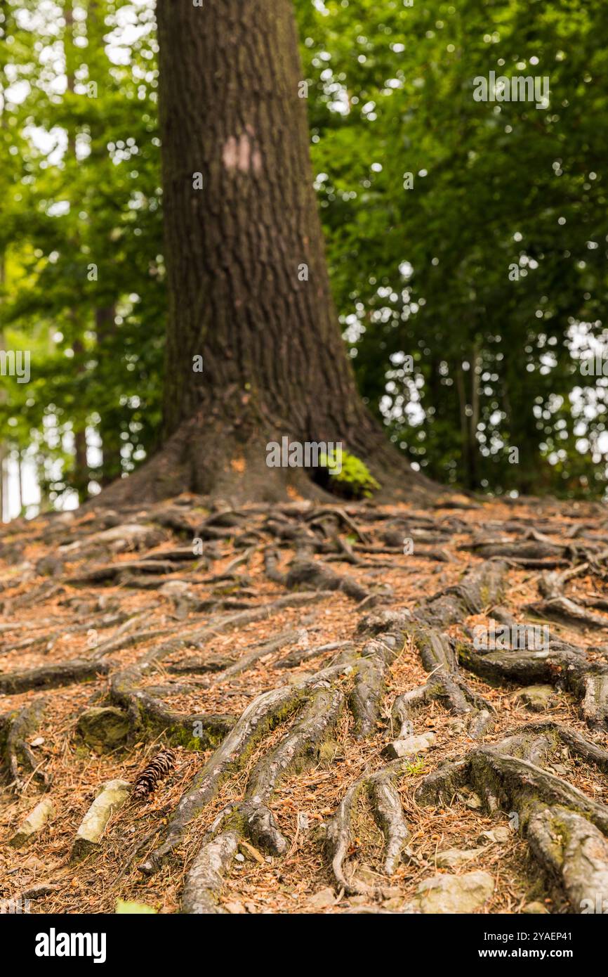 Autumn in the forest, close-up of tree roots sticking out of the ground ...