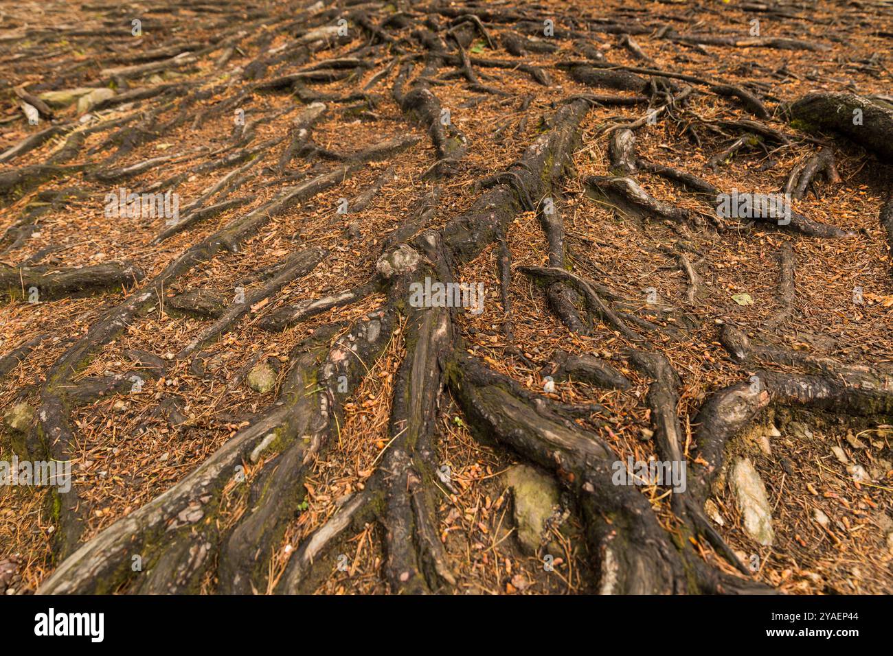 Autumn in the forest, close-up of tree roots sticking out of the ground ...