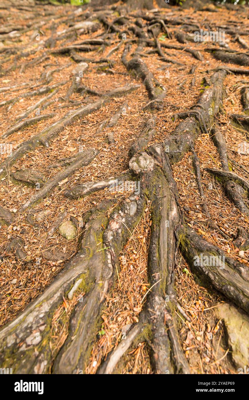 Autumn in the forest, close-up of tree roots sticking out of the ground ...