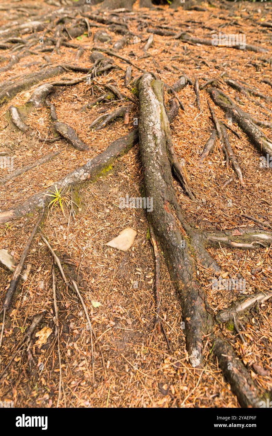 Autumn in the forest, close-up of tree roots sticking out of the ground ...