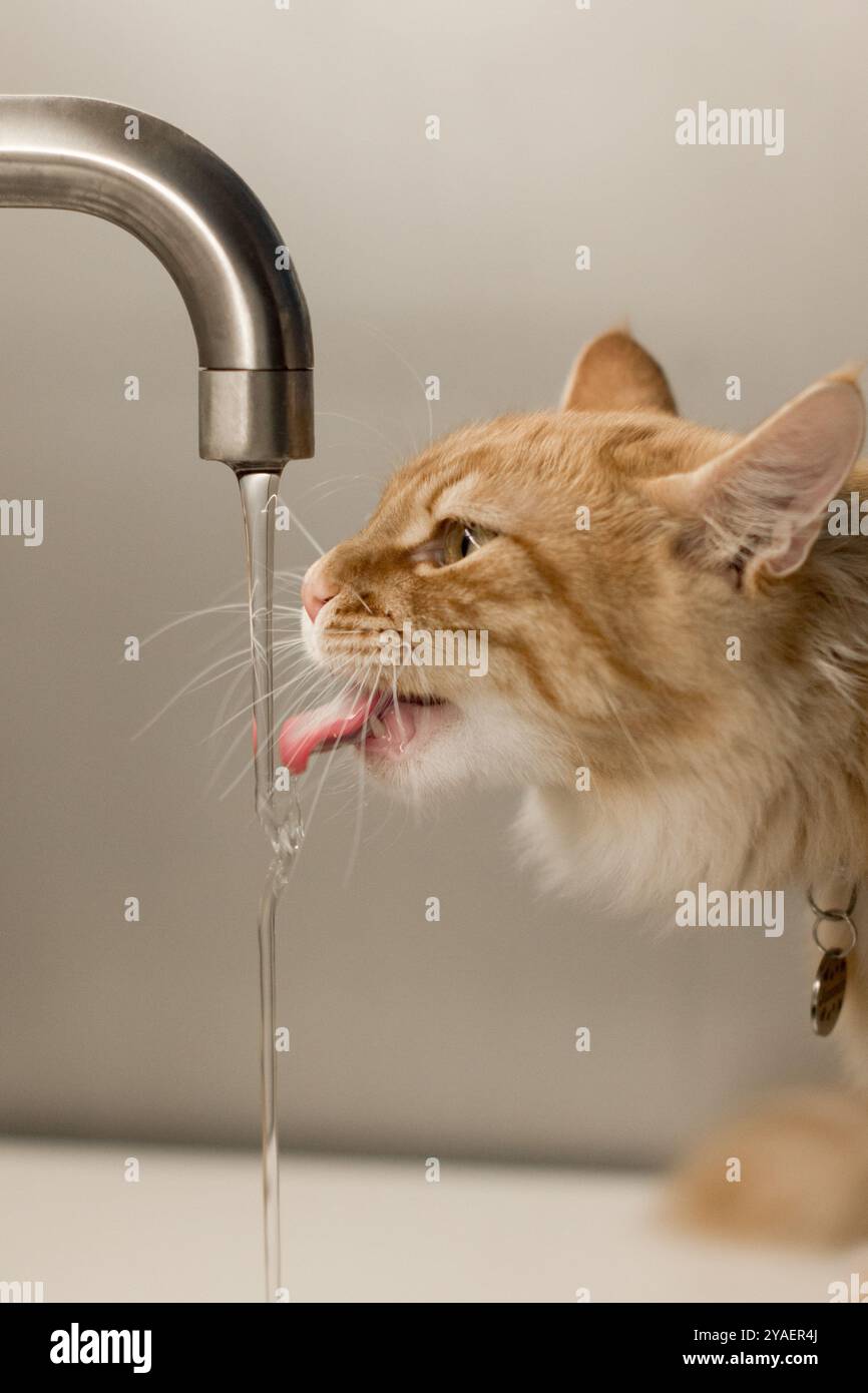 Endearing pet hi-res stock photography and images - Alamy