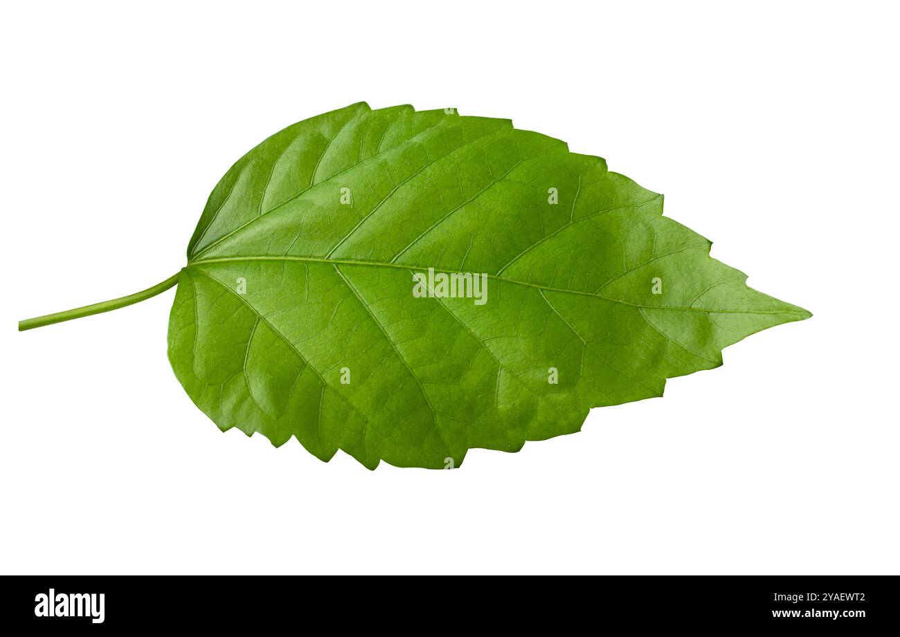 Green hibiscus hi-res stock photography and images - Alamy