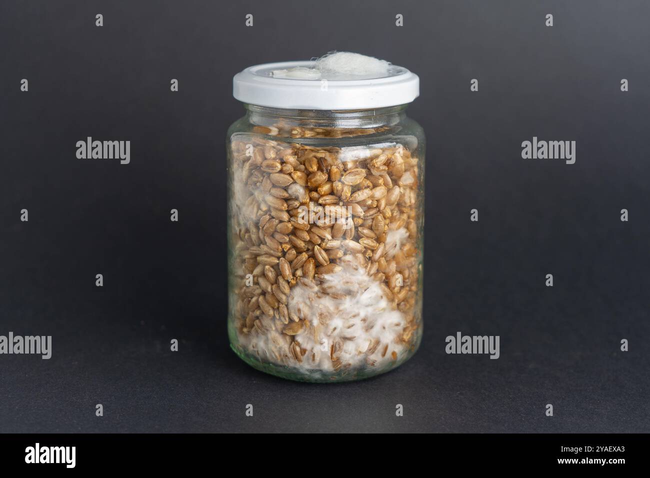 Mushroom Spawn. Jars of Grain Spawn. Close-up mycelium growth on Grain ...